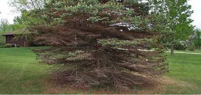 Town says needle cast disease and other factors contributed to removal ...