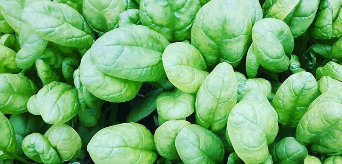 Fresh from The Spring Farm: Spinach recipes - Huntsville Doppler