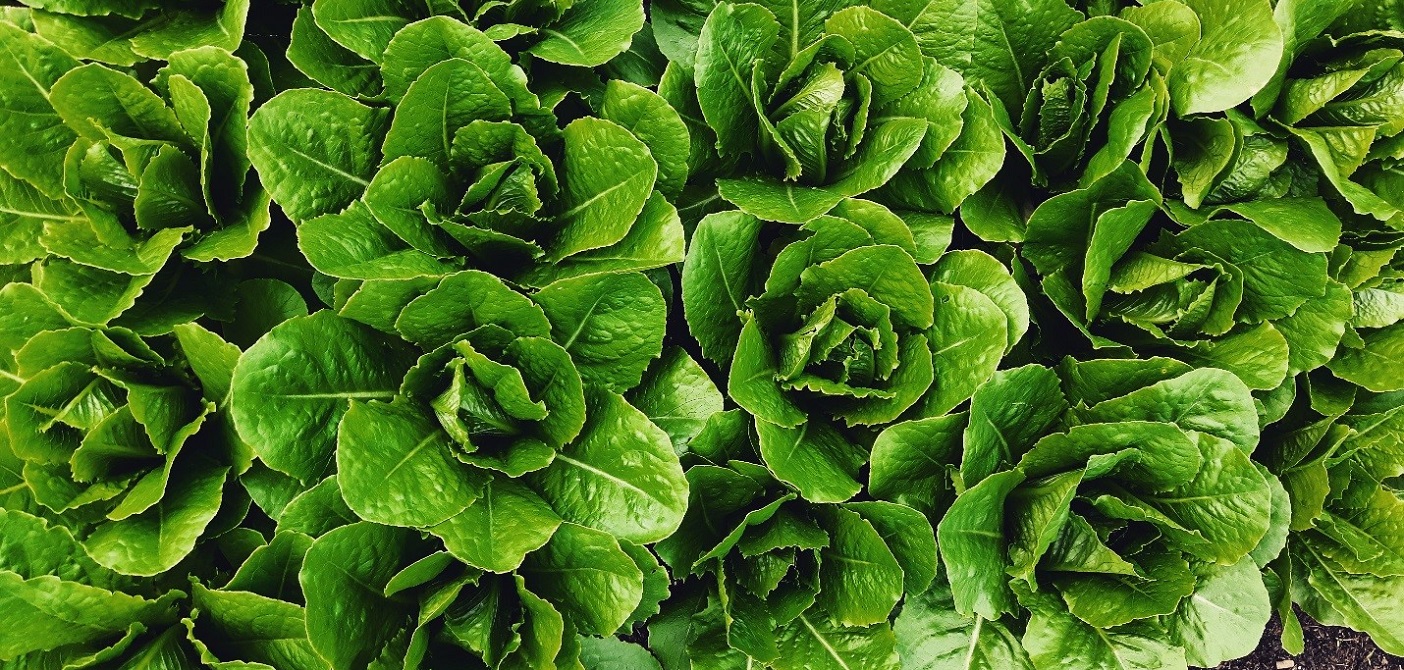 Fresh from The Spring Farm: Lettuce growing tips and a recipe for a ...