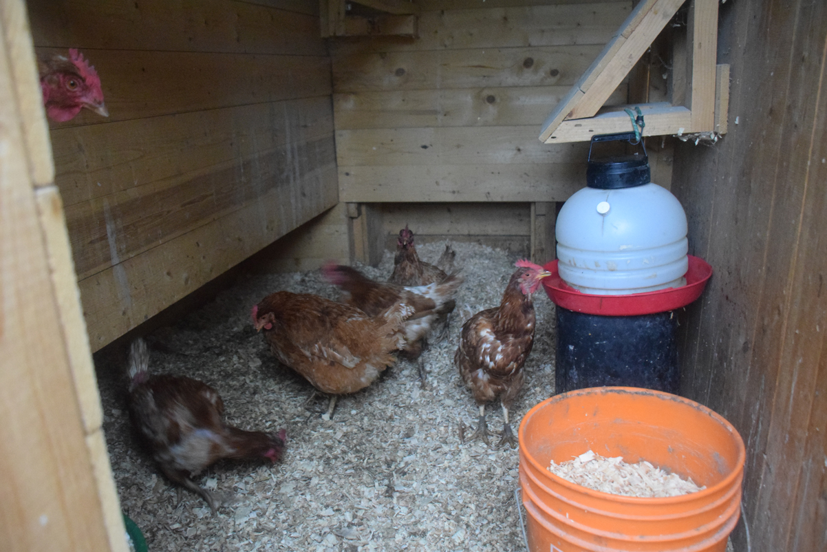 Planning committee asks staff to review Huntsville's chicken bylaw ...