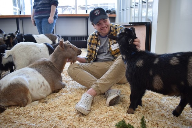 Therapy goats help HHS students destress during exam week - Huntsville ...
