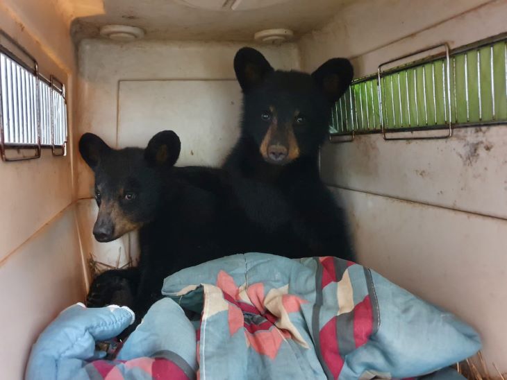 Seven orphaned bear cubs brought to Aspen Valley Wildlife Sanctuary ...