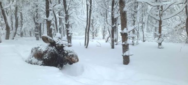 A very white Christmas - Huntsville Doppler
