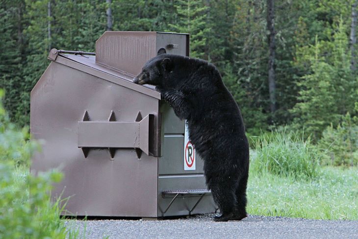 OPP offers tips on avoiding and dealing with bear encounters ...