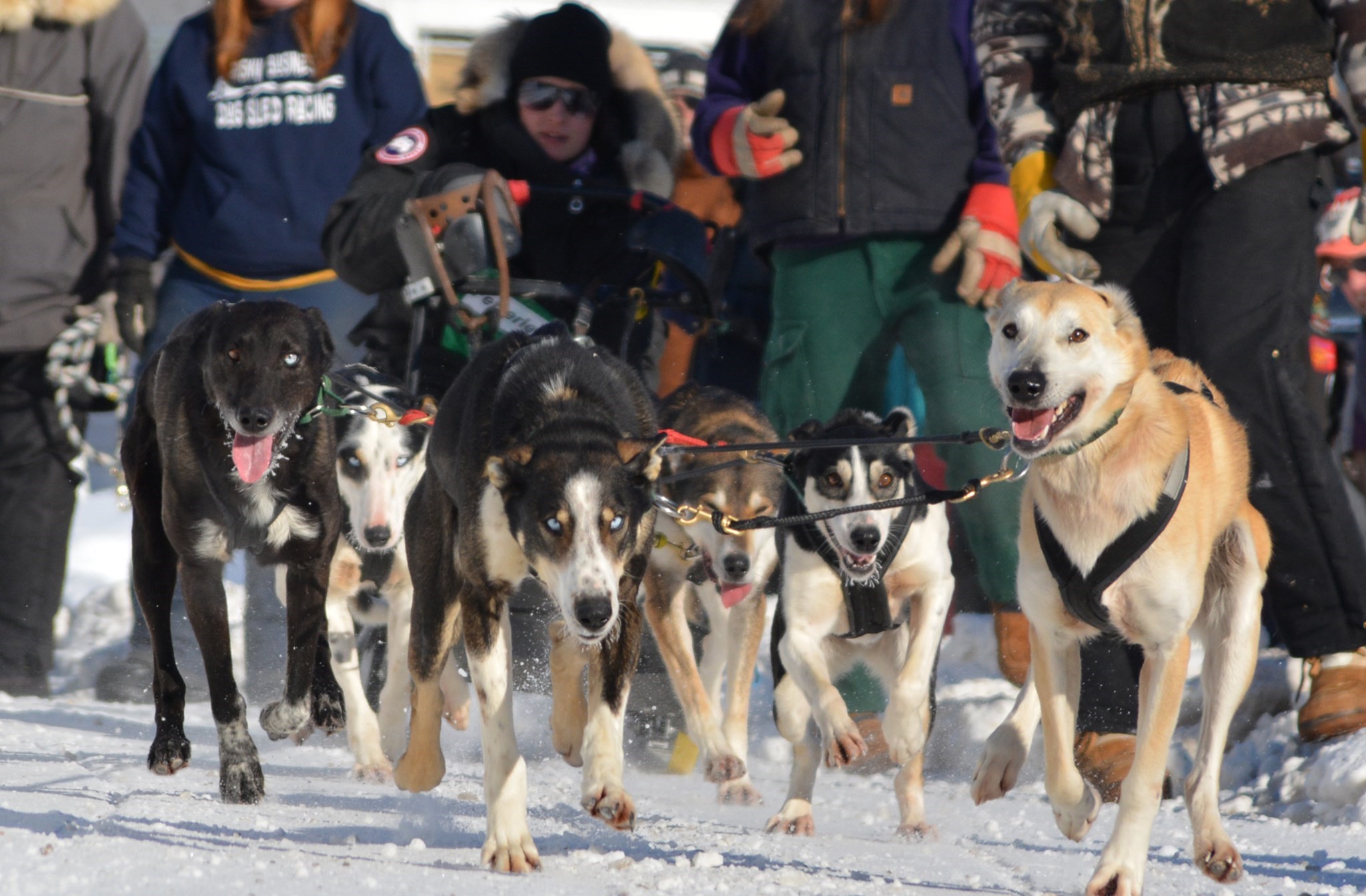 Kearney dog sled races return this February - Huntsville Doppler