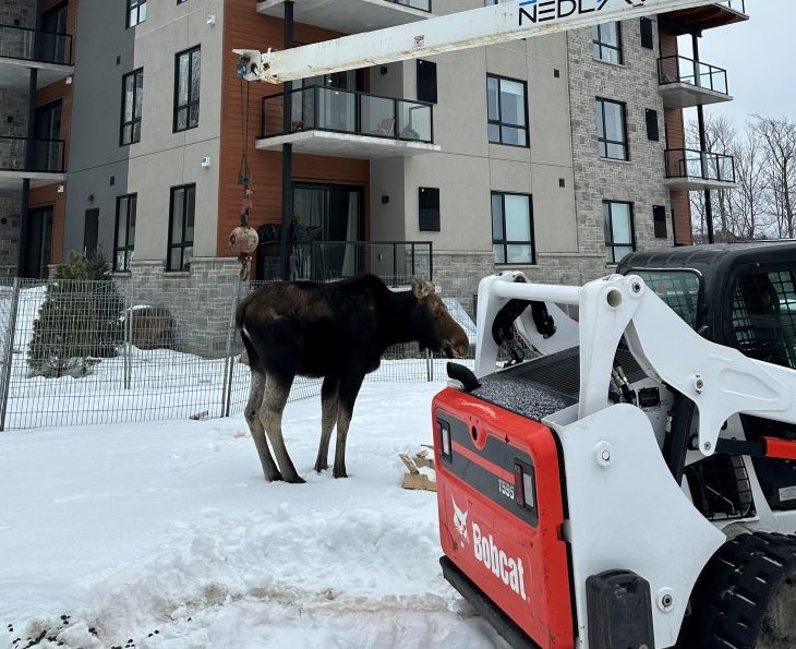 Visiting moose calf raises eyebrows at the Alexander - Huntsville Doppler