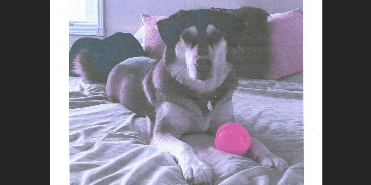 Huntsville Council orders muzzle order on dog to remain - Huntsville ...