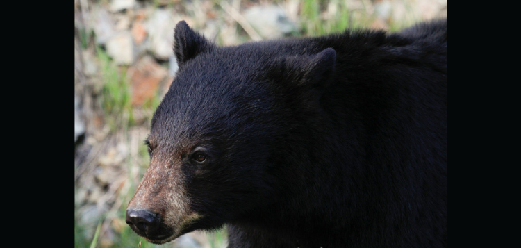 Muskoka resident fined $6,500 for having black bear gallbladders ...