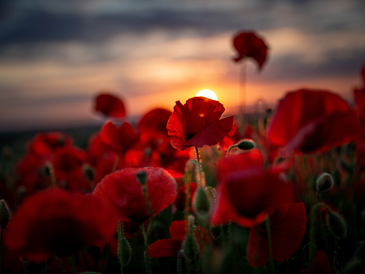 Remembrance Day - Huntsville Doppler