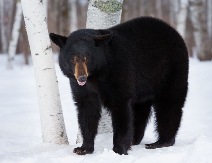 Ways to prevent attracting bears as they come out of hibernation ...